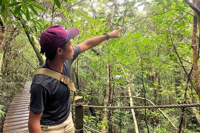 Amami Oshima Mangrove Kayaking, Waterfall and Cape Walking Tour - Key Points