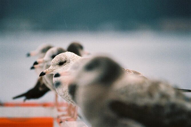 Amanohashidate & Ine Private Tour from Kyoto with English Driver - The Bottom Line