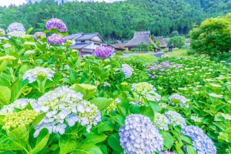 Amanohashidate: Ine Village Photo Safari with Boat Ride - A Closer Look at the Tour Experience