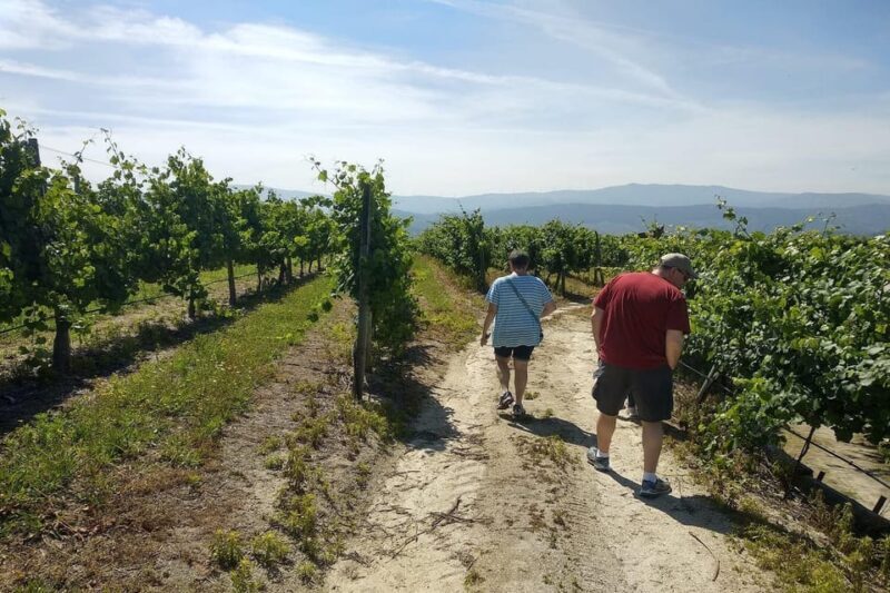 Amarante: e-Bike Tour and Vinho Verde - from Porto - The Sum Up