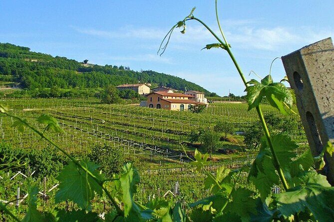 Amarone-Valpolicella private tour. Visit Verona. From Venice - Frequently Asked Questions