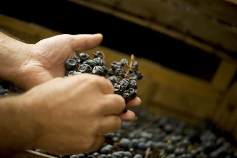 Amarone vertical tasting: A unique experience tasting different vintages of Amarone - A Closer Look at the Tour Experience