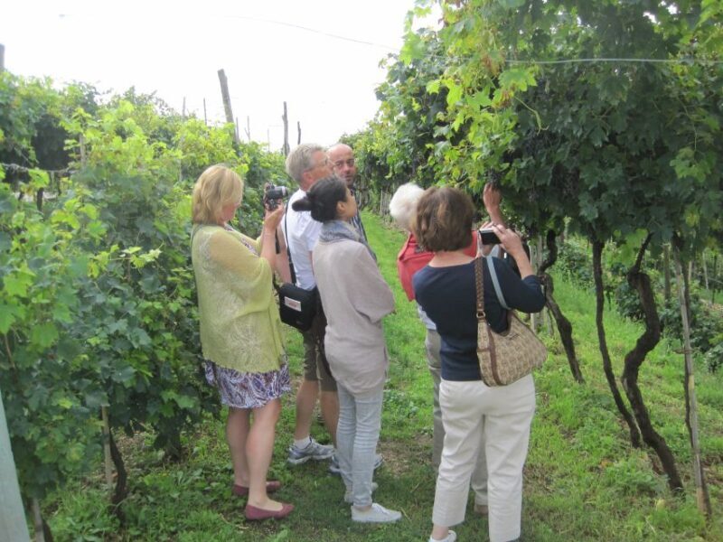 Amarone Wine Tour & Tasting from Venice, Padua or Verona - Key Points