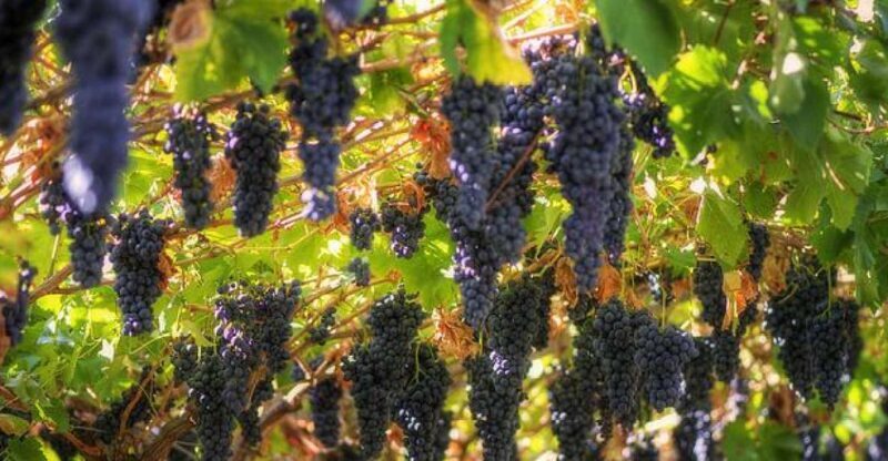 Amarone Wine Tour & Tasting from Venice, Padua or Verona - Breaking Down the Itinerary