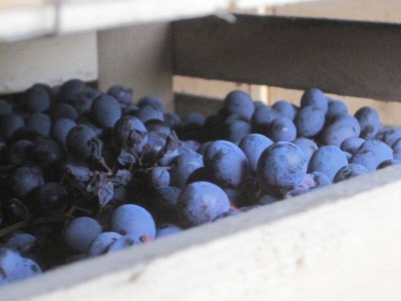 Amarone Wine Tour & Tasting from Venice, Padua or Verona - Who Will Love This Tour?
