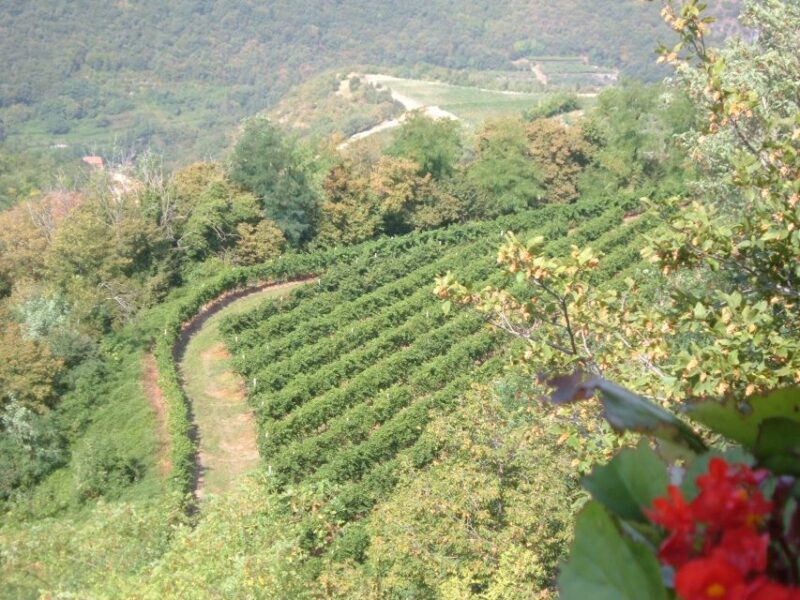 Amarone Wine Tour & Tasting from Venice, Padua or Verona - FAQs About the Amarone Wine Tour & Tasting
