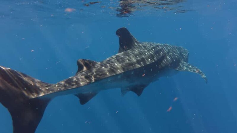 Amazing Adventure, Search and Swim with Whale Sharks on Holbox Island - A Thorough Look at the Whale Shark Tour