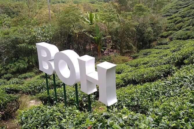 Amazing Cameron Highland Day Tour From Kuala Lumpur - The Highlight: Boh Tea Estate