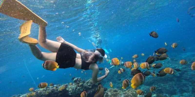 Amazing Cham Island Snorkeling Tour From Hoi An or Da Nang - Key Points