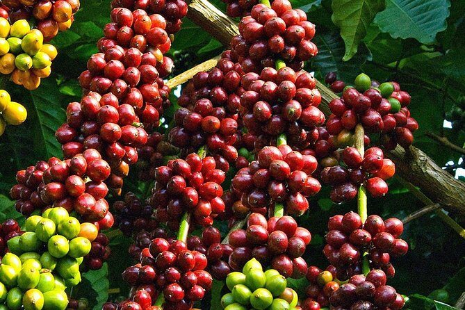 Amazing Coffee full-day tour in Buon Ma Thuot - Daklak - Visiting the Civet Coffee Farm: Care and Curiosity