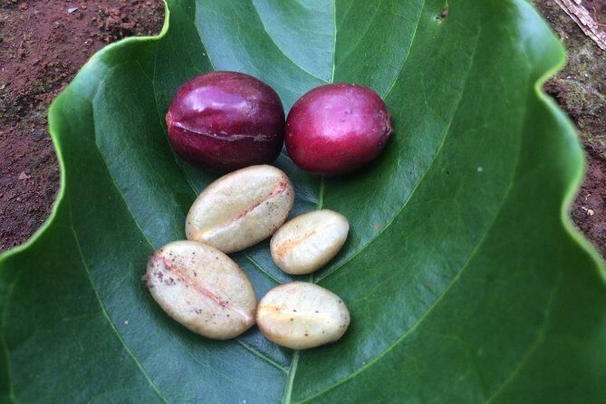 Amazing Coffee full-day tour in Buon Ma Thuot - Daklak - Authenticity and Education: Why This Tour Matters