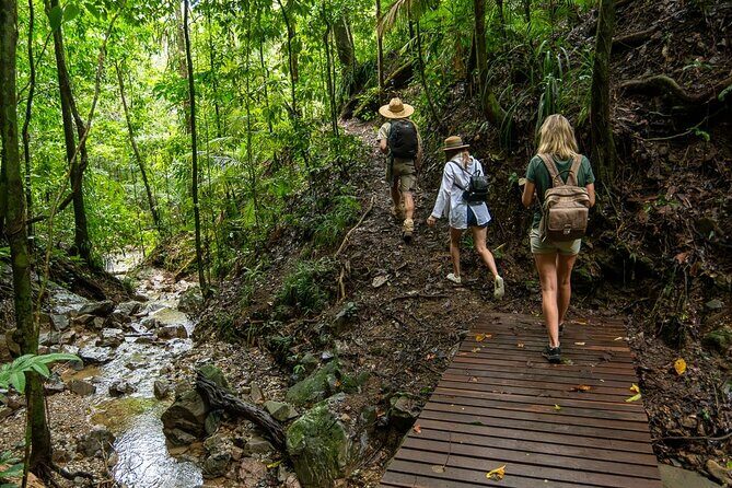 Amazing Daintree Rainforest Tour Waterfall Hike, Lunch, Swim & Crocodile Cruise - The Rich Experience of the Daintree Rainforest Tour