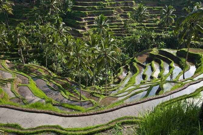 Amazing Day Tour: Highlights of Ubud Village Hidden Waterfall - Who Will Love This Tour?
