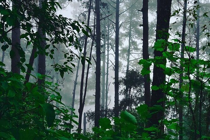 Amazing experience in the mountain of San Jose del Pacifico - Who should consider this tour?