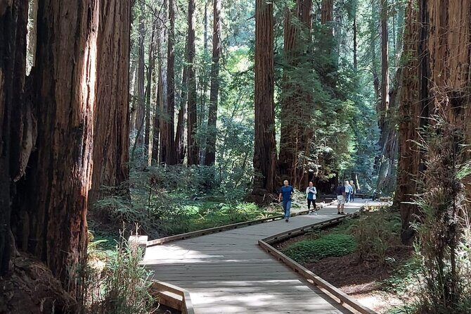 Amazing Muir Woods and Sausalito Tour - Highlights from Reviews and What They Tell Us