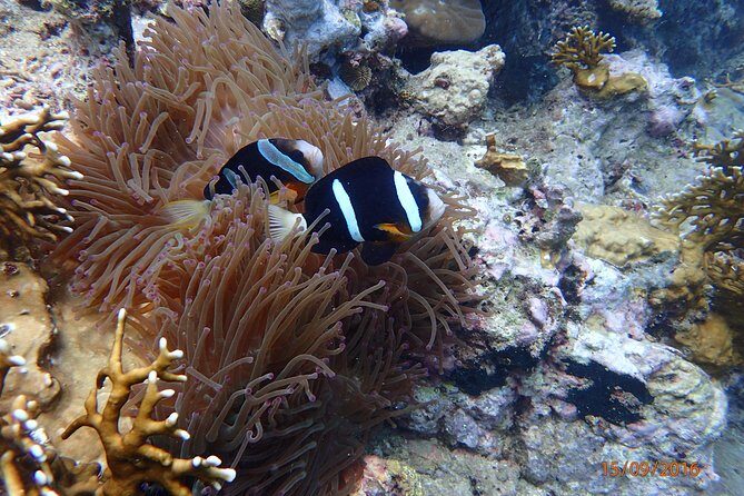 Amazing Snorkeling at Mun Island ( Group Tour ) - Introduction: What You Need to Know