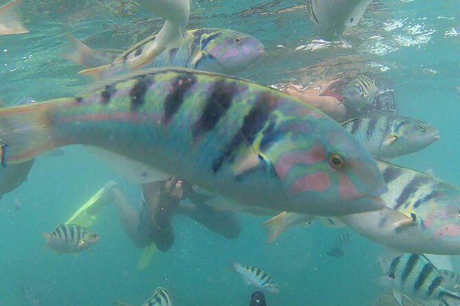 Amazing Snorkeling in Bali - Final Thoughts