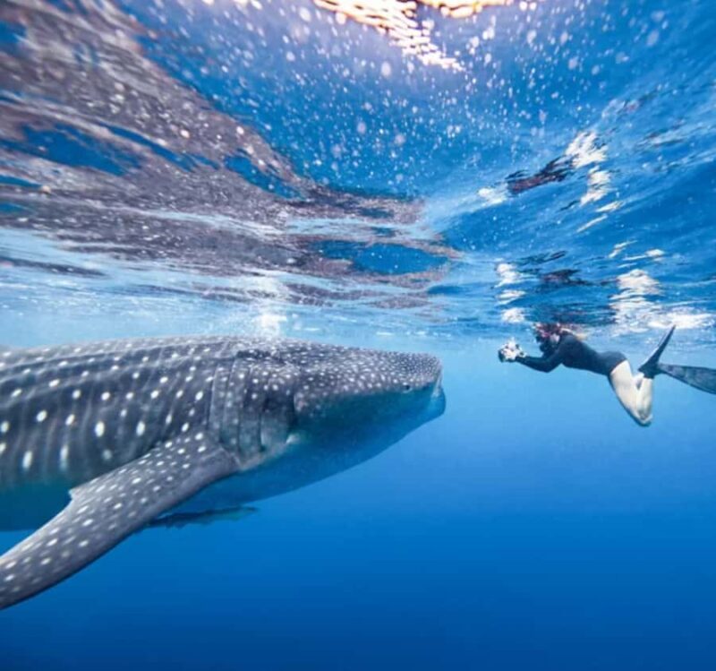 AMAZING SUMBAWA WHALE SHARK TOUR - Introduction
