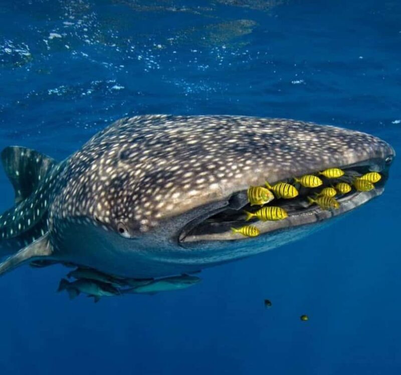 AMAZING SUMBAWA WHALE SHARK TOUR - Key Points