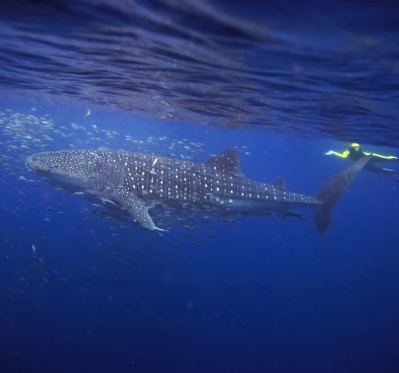 AMAZING SUMBAWA WHALE SHARK TOUR - The Practicalities: Pricing, Duration, and What You Get