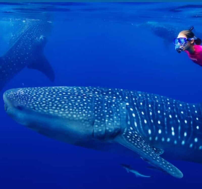 AMAZING SUMBAWA WHALE SHARK TOUR - Why This Tour Works Well for Travelers