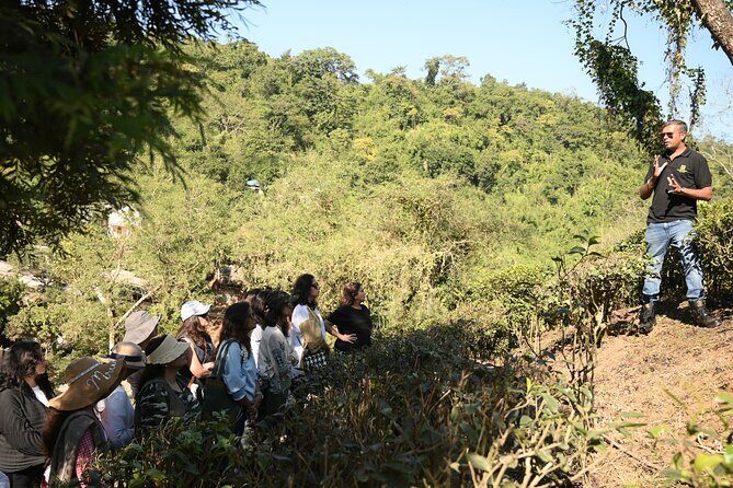 Amchong Tea Estate + Factory Visit (with Hi-tea only) - Discovering Assam’s Tea Culture at Amchong Tea Estate