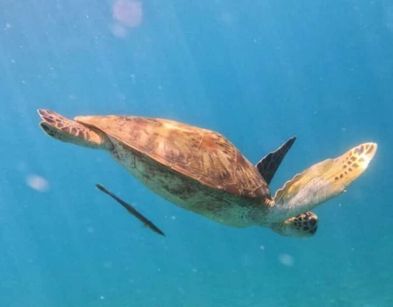 Amed All Exclusive Snorkeling, Fishing & Cooking Lunch - Who Is This Tour Best Suited For?