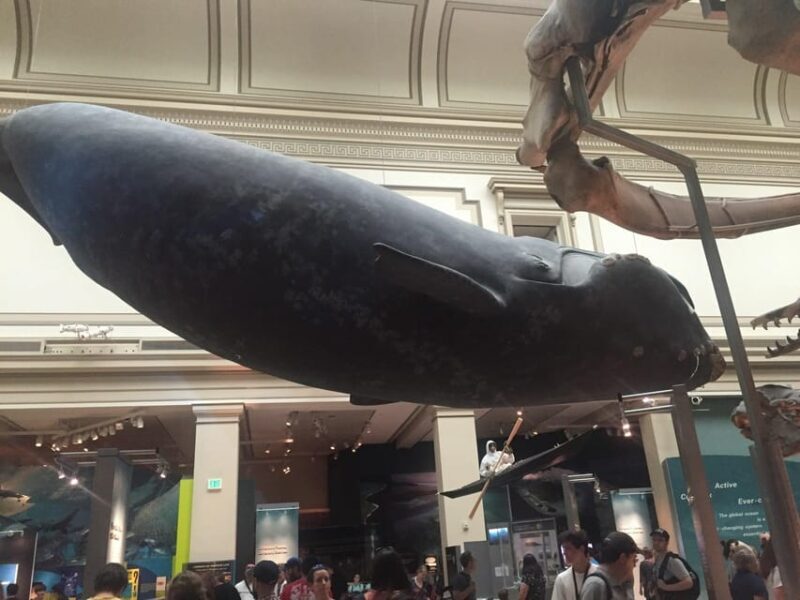 American History/Natural History Museum Combo Guided Tour - Key Points