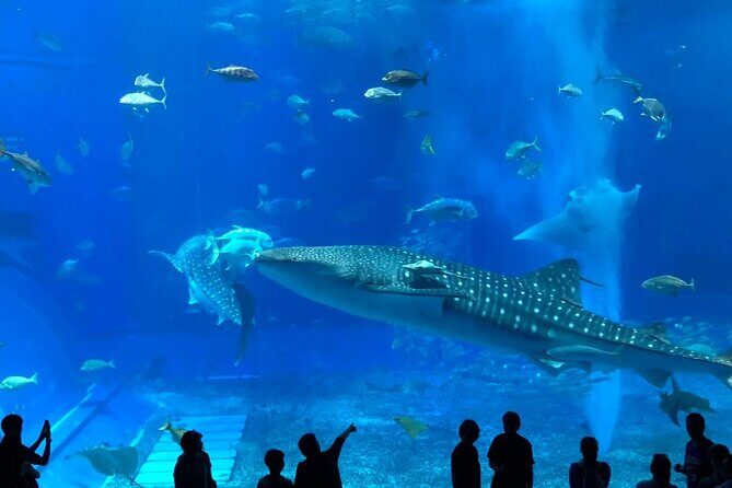 American Village &Okinawa Churaumi Aquarium Tour from Naha/Chatan - Key Points