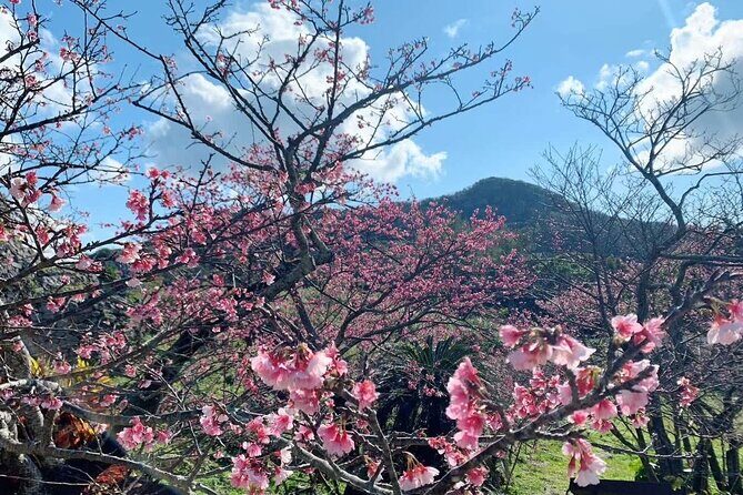 American Village &Okinawa Churaumi Aquarium Tour from Naha/Chatan - A Deep Dive into the Tour Experience