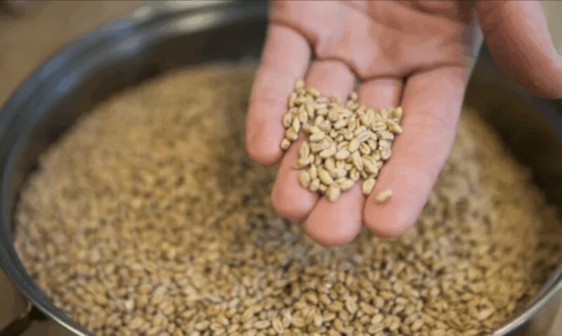 Amersfoort: Beer brewing workshop with lunch & beer tasting - A Detailed Look at the Beer Brewing Workshop