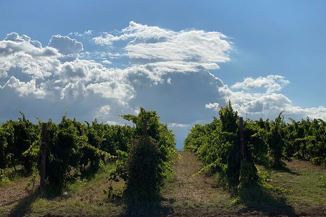 Among ancient sunny vineyards, visit and taste the wines from the San Lorenzo cellar - Who Should Consider This Tour?