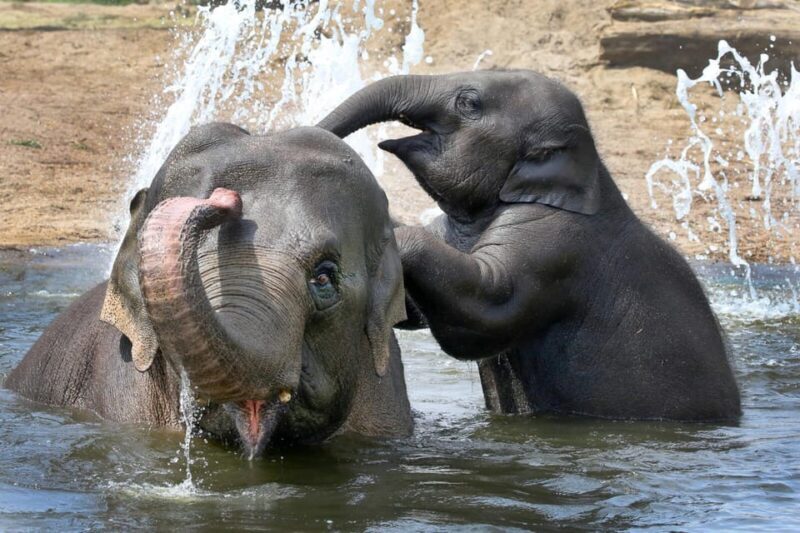 Amsterdam: ARTIS Royal Zoo and ARTIS Groote Museum Ticket - The Groote Museum Experience