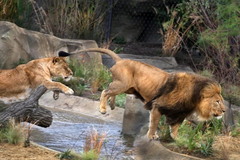 Amsterdam: ARTIS Royal Zoo and ARTIS Groote Museum Ticket - Who Will Love This Experience?