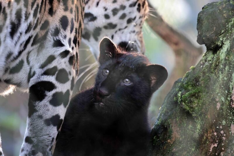 Amsterdam: Artis Royal Zoo & ARTIS-Micropia Combo Ticket - Key Points