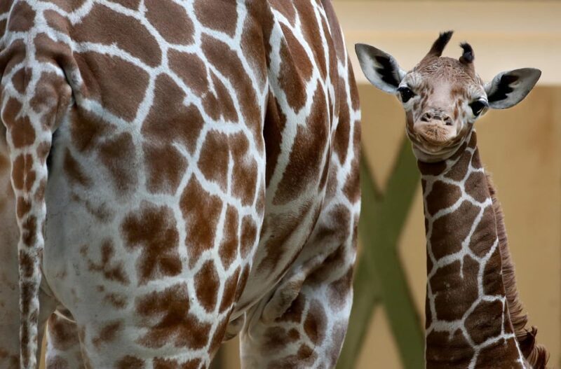 Amsterdam: ARTIS Royal Zoo Entry Ticket - Key Points