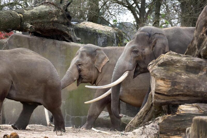 Amsterdam: ARTIS Royal Zoo Entry Ticket - An Overview of ARTIS Royal Zoo
