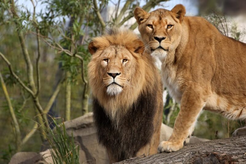 Amsterdam: ARTIS Royal Zoo Entry Ticket - Navigating the Experience: What to Expect