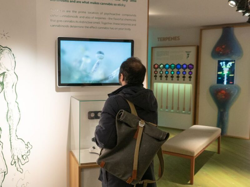 Amsterdam: Cannabis Museum Entry Ticket - A Deep Dive into the Amsterdam Cannabis Museum Experience