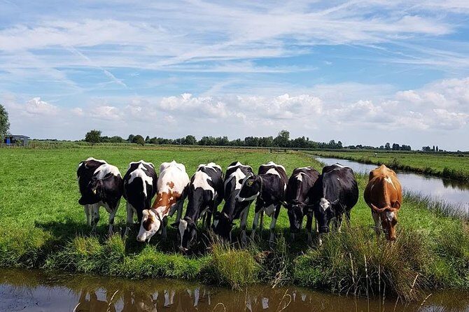 Amsterdam City & Countryside Tour: The Best of both Worlds - How the Tour Works Logistically