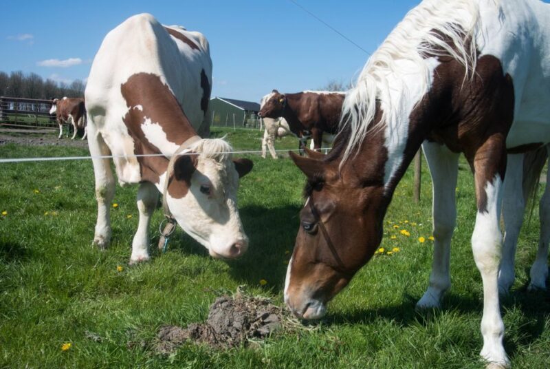 Amsterdam: Full-Day Countryside Tour - FAQ: Your Practical Questions Answered