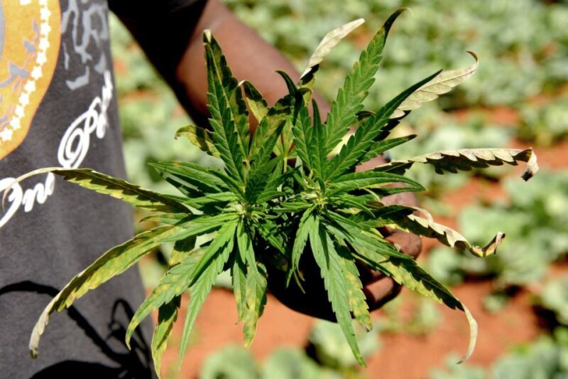 Amsterdam Green Scene: A Private Cannabis Tour - How the Tour Works Logistically