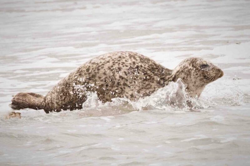 Amsterdam: Half-Day Seal Safari at Waddensea UNESCO Site - Key Points