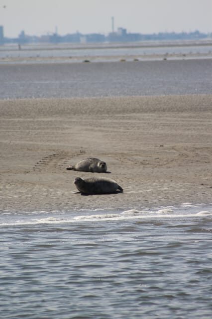 Amsterdam: Half-Day Seal Safari at Waddensea UNESCO Site - An In-Depth Look at This Seal Safari Experience