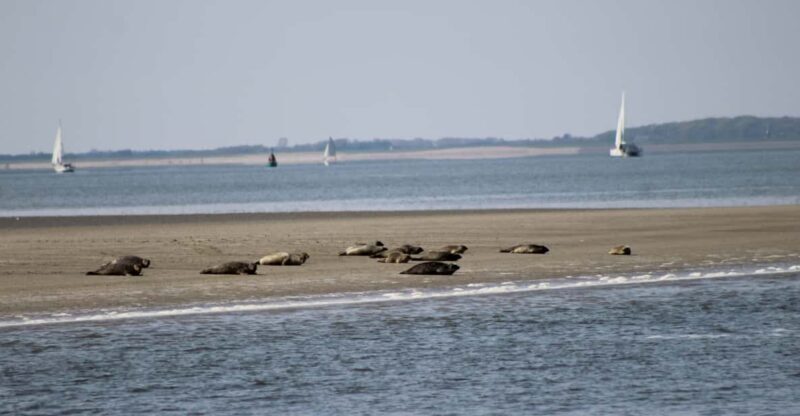 Amsterdam: Half-Day Seal Safari at Waddensea UNESCO Site - The Sum Up