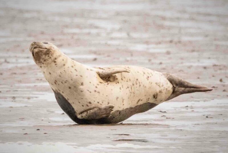 Amsterdam: Half-Day Seal Safari at Waddensea UNESCO Site - Frequently Asked Questions