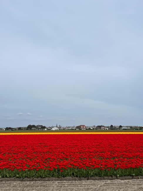 Amsterdam: Keukenhof and Tulip Fields Private Day Trip - Key Points