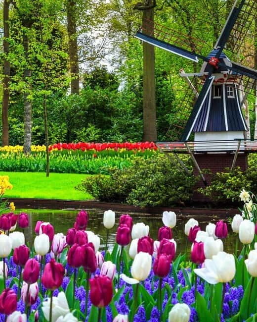 Amsterdam: Keukenhof and Tulip Fields Private Day Trip - The Tulip Fields Experience