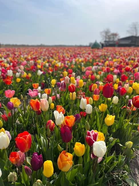 Amsterdam: Keukenhof and Tulip Fields Private Day Trip - The Sum Up
