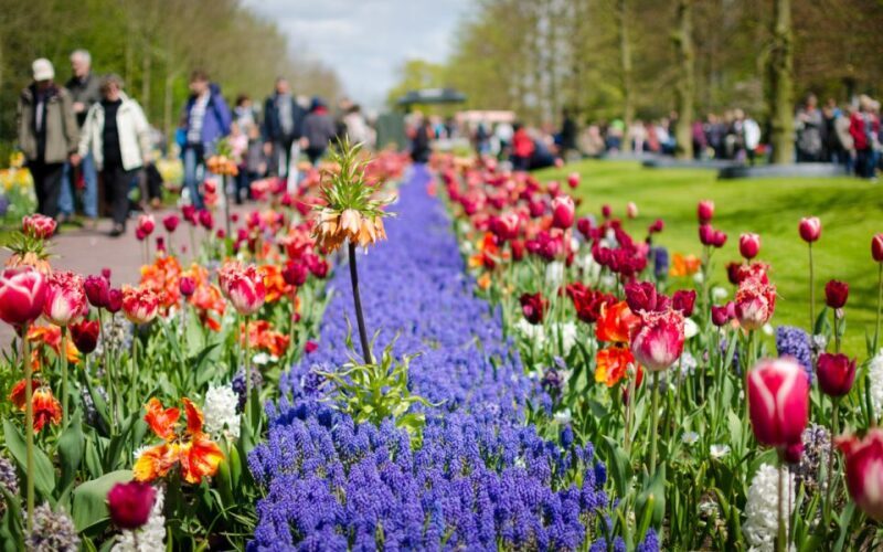Amsterdam: Keukenhof and Zaanse Schans Windmills Day Trip - Who Will Love This Tour?